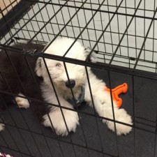 Training concepts: What is shaping? - DogTrainingology