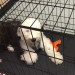 Training concepts: What is shaping? - DogTrainingology